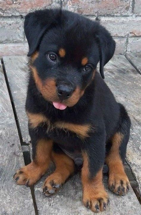 Innocent Cute Dogs Really Cute Dogs Cute Dogs And Puppies