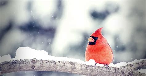 빨간새 꿈 해몽 7가지 만나는 나오는 잡는 키우는 죽이는 나는