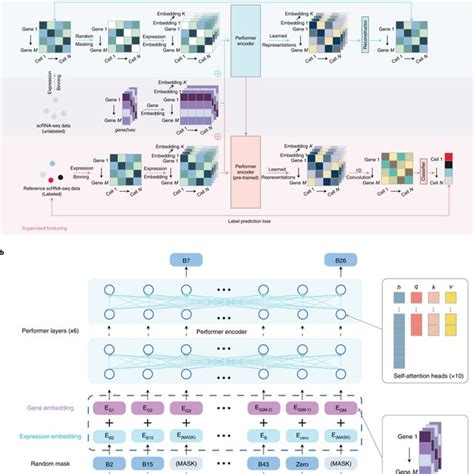 ScBERT As A Large Scale Pretrained Deep Language Model For Cell Type