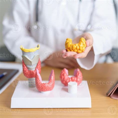 Doctor With Human Thyroid Anatomy Model And Tablet Hyperthyroidism Hypothyroidism Hashimoto