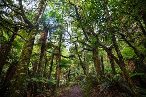 Kawau Community Conservation Trust