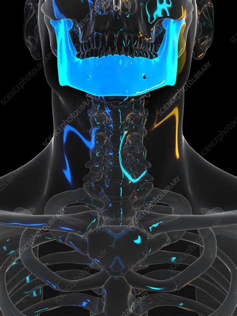 Jaw Illustration Stock Image F Science Photo Library