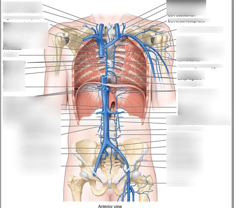 Labeling 11 Exam 3 Lec Diagram Quizlet