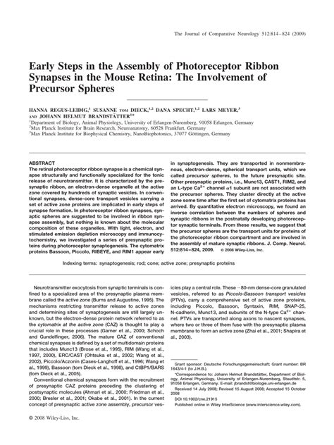 Pdf Early Steps In The Assembly Of Photoreceptor Ribbon Synapses In The Mouse Retina The
