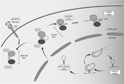 Schematic Representation Of Microrna Biosynthesis And Regulation By Rtk Download Scientific