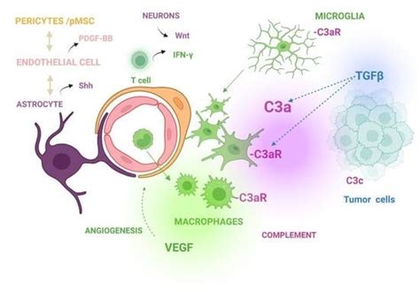 Complement Activation And Up Regulated Expression Of Anaphylatoxin C3a C3ar In Glioblastoma