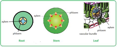 Distribution Of Xylem And Phloem In Roots Stems And Leaves Biology