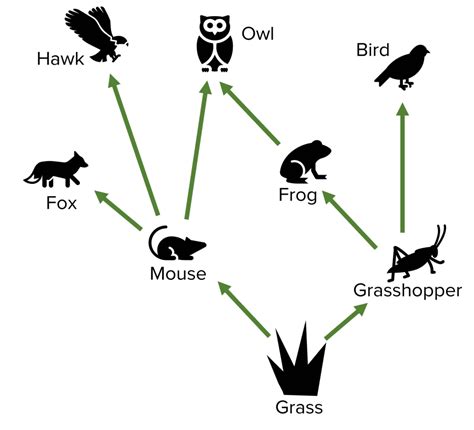 Ecosystems Questions And Revision Mme