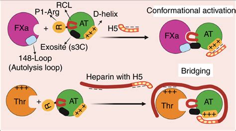 Anticoagulant And Signaling Functions Of Antithrombin Journal Of