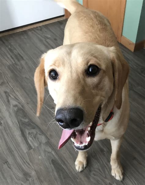 Thats One Happy Little Rascal Scrolller Thats One Happy Little Rascal Scrolller