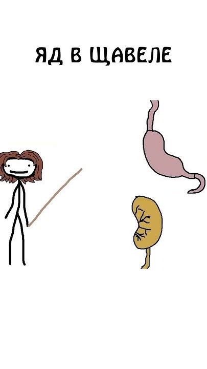 А вы знали что в Щавели есть ЯД Shorts Samonella сэмонелла анимация авызналиэто Youtube