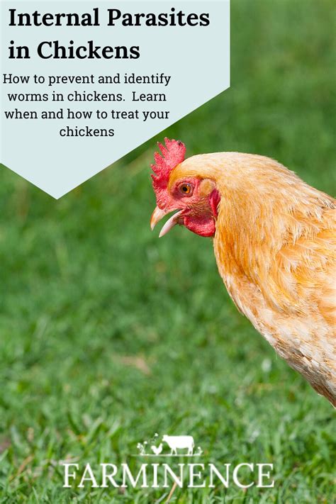 Worried That Your Chickens Have Worms Internal Parasites In Chickens