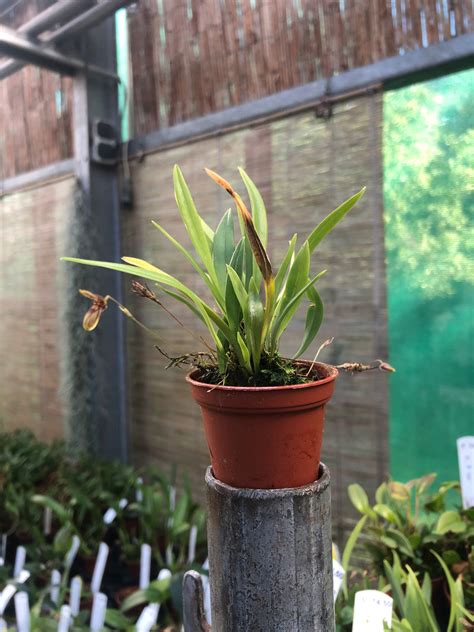 Pleurothallis Simmleriana Hennis Orchideen