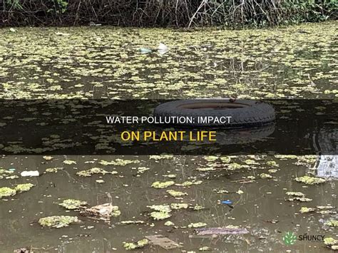Water Pollution Impact On Plant Life Shuncy