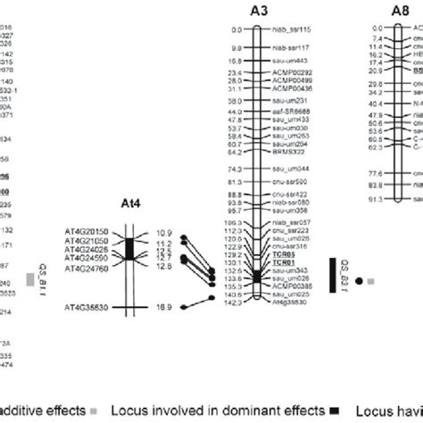 Distribution Of Quantitative Trait Loci Qtls For Clubroot Resistance Download Scientific