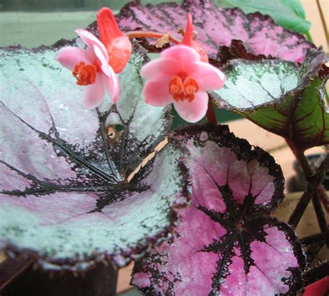 My Dry Tropics Garden Begonia Rex Cultorum Rex Begonias