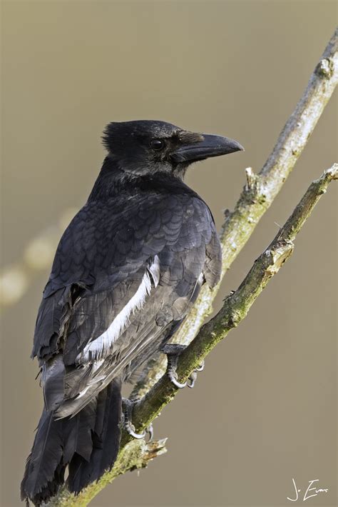 Leucistic Crow Parkhall Cp Justin Evans Flickr