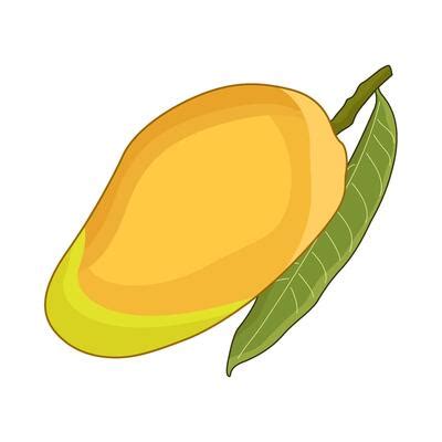 Mango Drawing Vector Art Icons And Graphics For Free Download