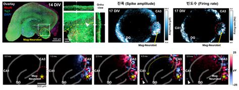 Dgist 몸속 신경망 외부에서 연결할 수 있는 마이크로로봇 개발 전자신문 Dgist 몸속 신경망 외부에서 연결할 수 있는 마이크로로봇 개발 전자신문
