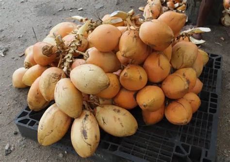13 Different Types Of Coconut Trees And Identifying Features