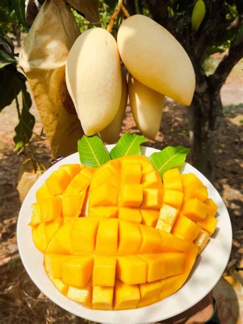 พาณิชย์ขึ้นทะเบียนสินค้าgi “มะม่วงน้ำดอกไม้สีทองพิษณุโลก”