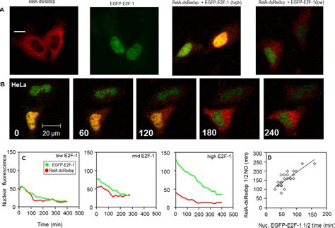 Figures and data in Dynamic NF κB and E2F interactions control the priority and timing of