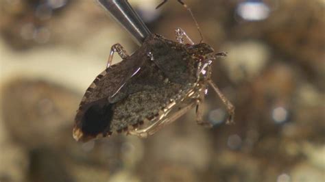 Invasion Of The Stink Bugs Pest Thrives In British Columbias Warm October Globalnewsca Invasion Of The Stink Bugs Pest Thrives In British Columbias Warm October Globalnewsca