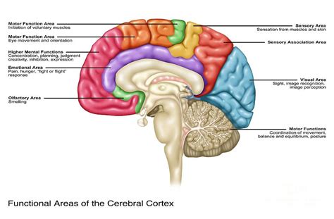 Cerebral Cortex Location And Functions Simply Psychology