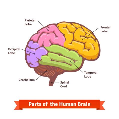 Cerebro Humano Stock De Ilustración Ilustración De Azul 13076670