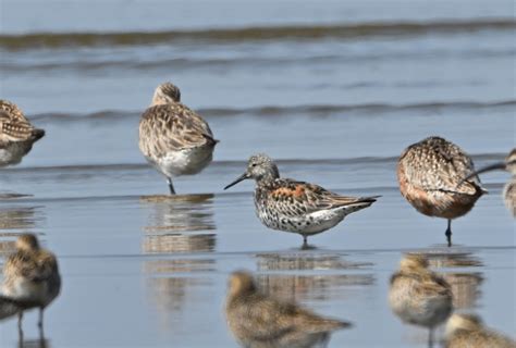 オバシギとコオバシギ マイ野鳥図鑑