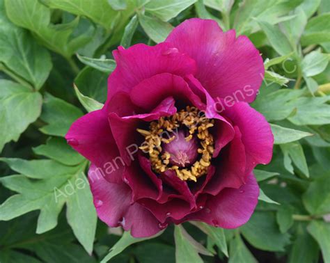 Charon купить отзывы фото доставка Совместные покупки Sp Vestniksadovoda