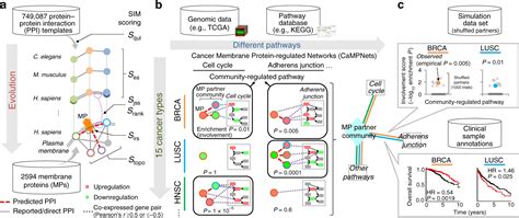 Membrane Protein Based Cancer Biomarker Discovery Service Mtoz Biolabs