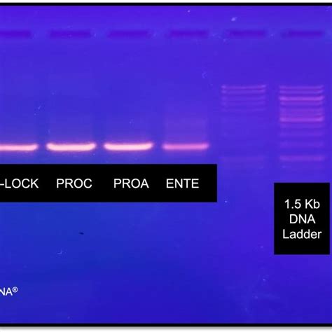 Details Of Commercial Bacillus Clausii Spore Suspension Probiotics