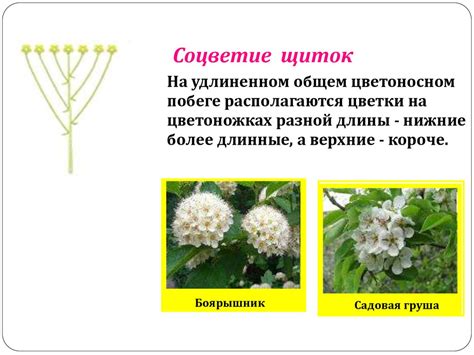 Генеративные органы растений презентация онлайн