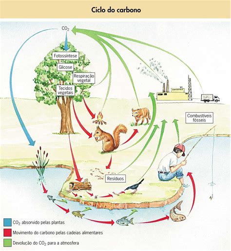 Bioeja Ciclos BiogeoquÍmicos