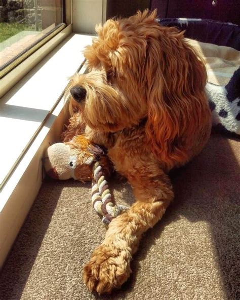 16 Best Cavapoo Haircuts With Pictures 2025 Updated