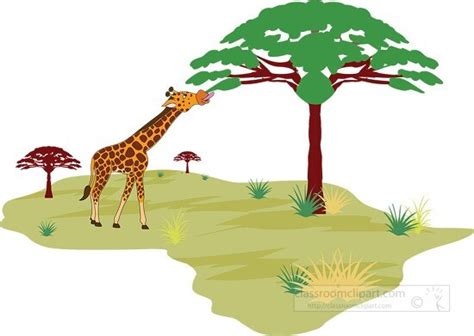 Giraffe Clipart Giraffe Eating Tree Leaves In African Land Africa Clipart