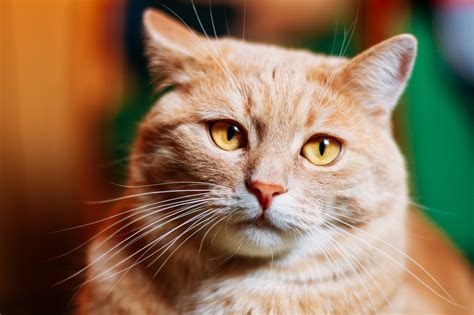 Feline Acne Home Treatment Homemade Ftempo