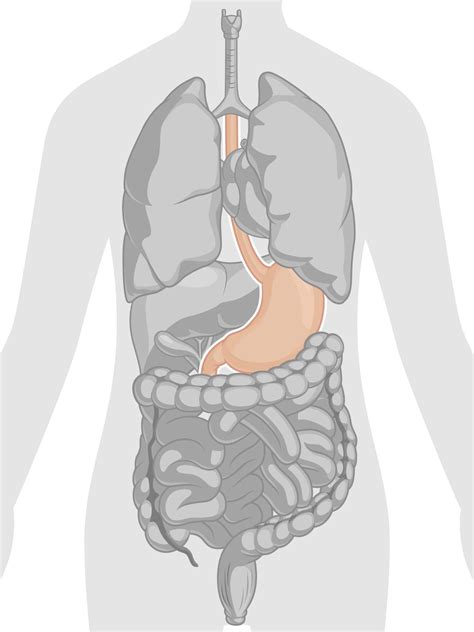 Human Internal Organ Stomach Anatomy Body Part Cartoon Vector Drawing 2185198 Vector Art At Vecteezy