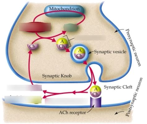 Acetylcholine Synthesis Pathway