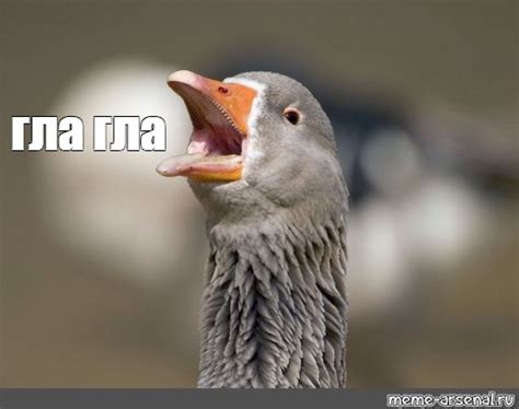 Создать мем Гусь Картинки Meme