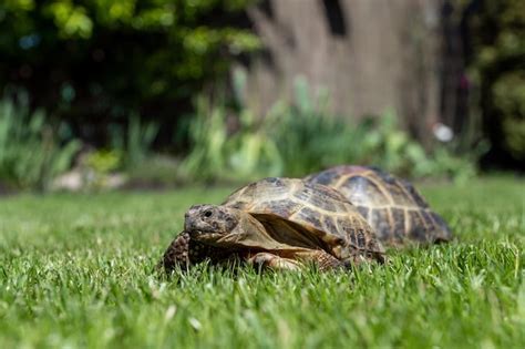 Premium Photo Two Terrestrial Domestic Turtles Are Walking On The