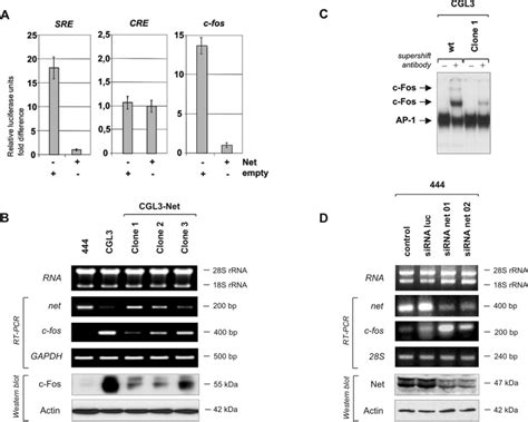 Effects Of Modulation Of Net Expression On C Fos Promoter Activity And