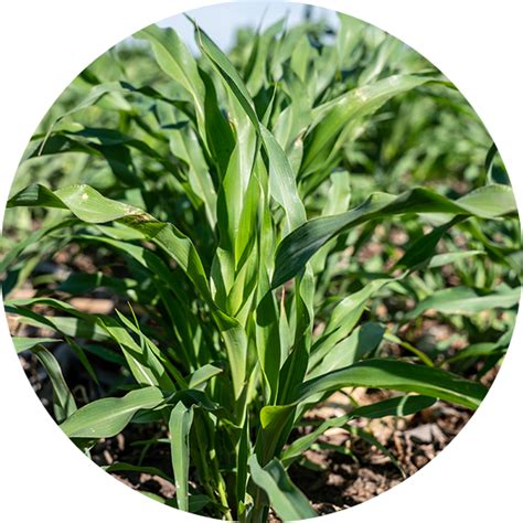 Forage Sorghum