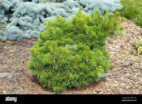 Albero Di Pino Denso Immagini E Fotografie Stock Ad Alta Risoluzione