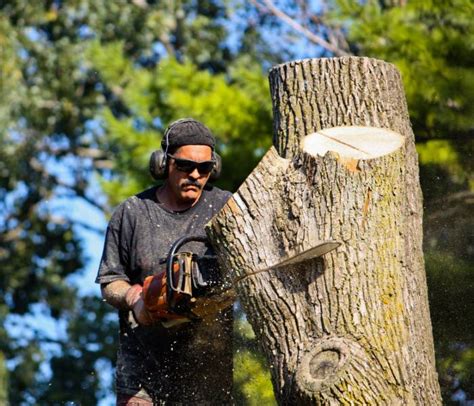 Fort Wayne Tree Removal Services Best Indiana Arborists