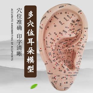经络通超清16厘米耳朵针灸穴位模型针模耳模多穴位耳部经络王月高 阿里巴巴