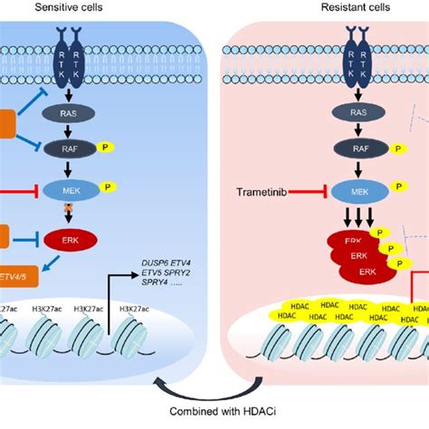 Schematic Model Illustrating The Role Of Enhancer Reprogramming In