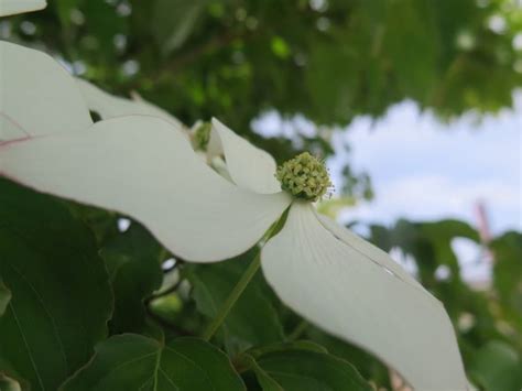 ヤマボウシの街路樹 Minami2108のブログ