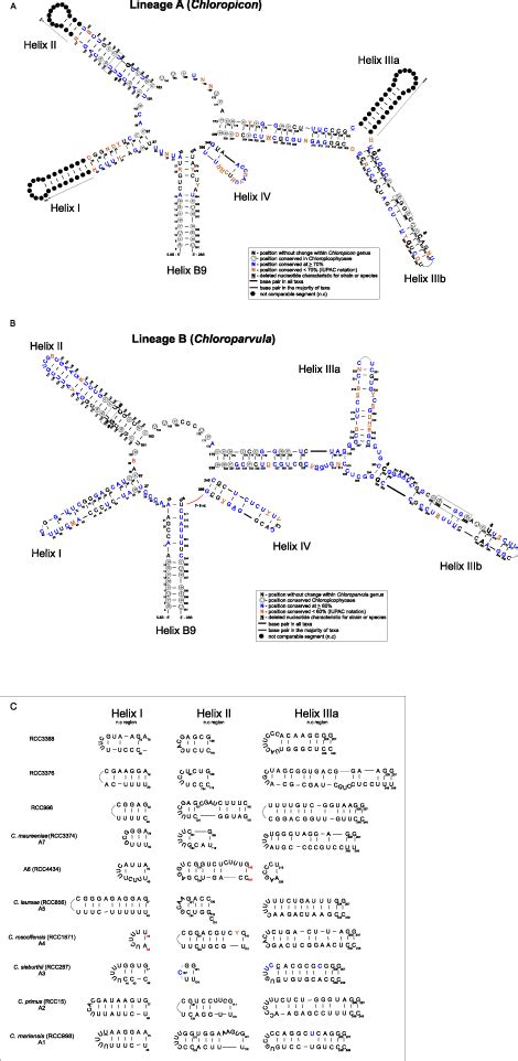 Consensus Secondary Structure Model Of The Its2 Molecule Of